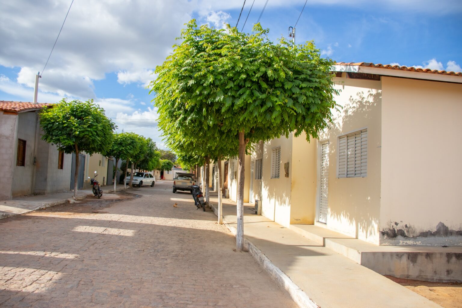 Cortar árvores em calçadas pode dar multa? Veja o que diz a lei antes ...